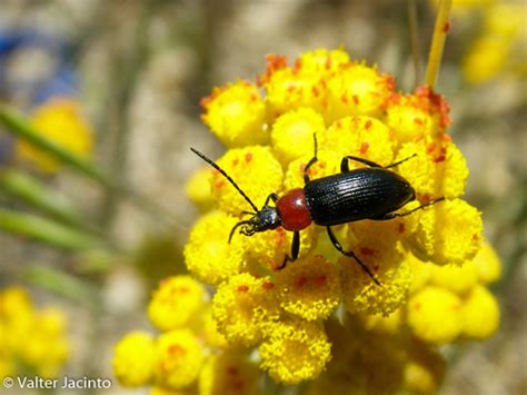 Inventario Parque Norte Tres Cantos Daniel Marchena Y Diana Horta