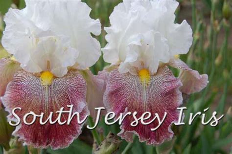 Thundering Ovation South Jersey Iris