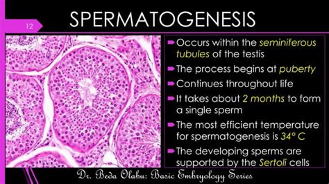 6 Basic Embryology Seriespdf