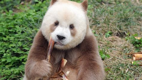 Reasons Why Some Pandas Have Different Colors Than Black And White