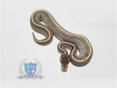 Mojave Phantom Sable Ball Python Morph List