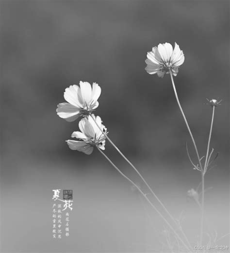 03篇 二值化与自适应二值化 csdn博客