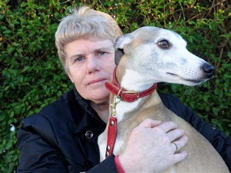 Can An Adder Bite Kill A Dog