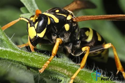Paper Wasp Nests What To Know Why They Matter