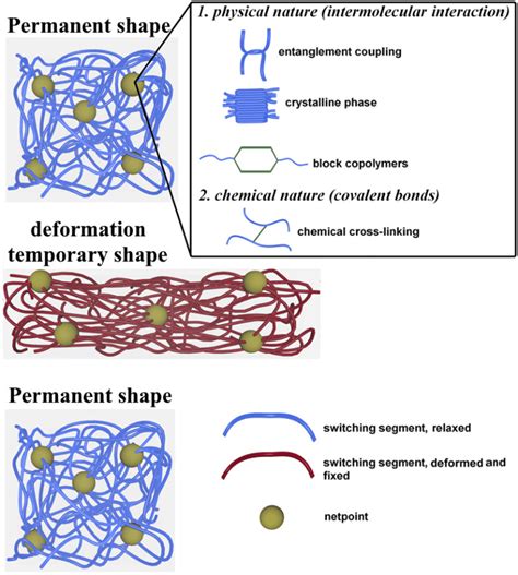 Molecular Mechanism For Activation Of Shape Memory Effect In SMPs Download Scientific Diagram