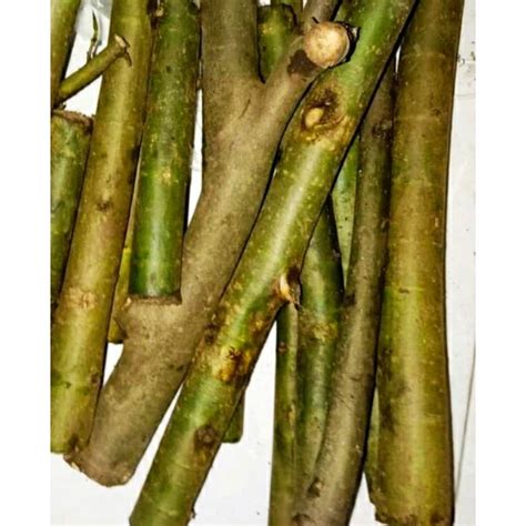 Jual 5 Fresh Cutting Stek Ficus Loa Ficus Racemosa Shopee Indonesia