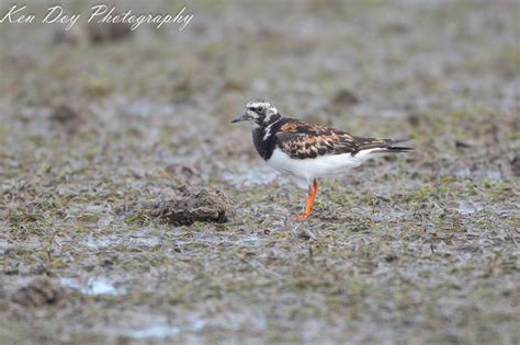 Ruddy Turnstone Birdforum