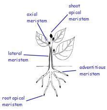 Apical And Lateral Meristems GiaewaPope