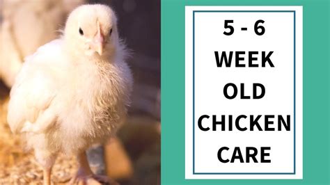 How To Care For 5 6 Week Old Chicks Homestead Farming Youtube