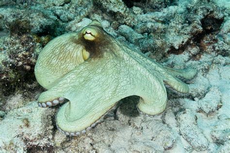 Caribbean Reef Octopus