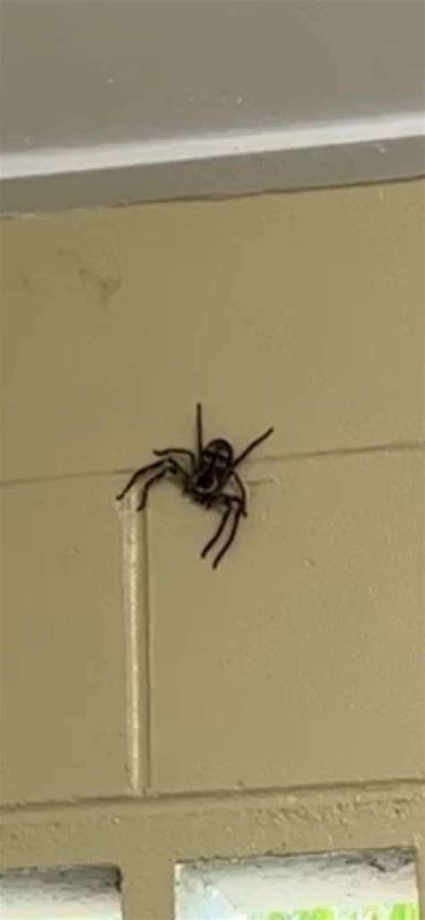 What Is This Huge Spider Found In A Public Toilet In Tropical