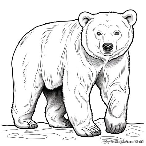 Realistic Bear Coloring Pages