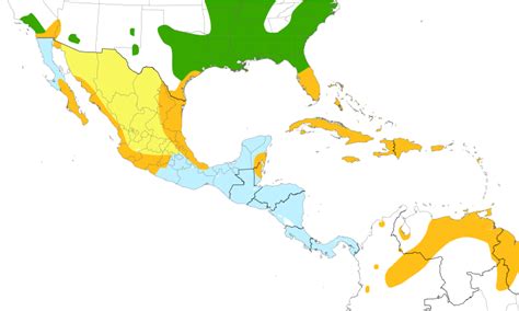 Dendroica Canada Least Bittern Ixobrychus Exilis