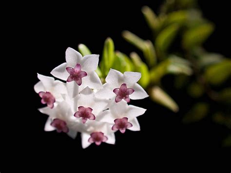 Fondos De Estrellitas Fotos Y Imágenes De Descarga Gratis Pngtree