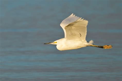 Great Egret Identification Tips Birdwatching