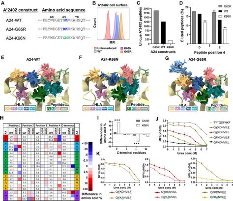 Basic Residues In P65 66 Of Hla A 24 02 Determine Cell Surface Download Scientific Diagram