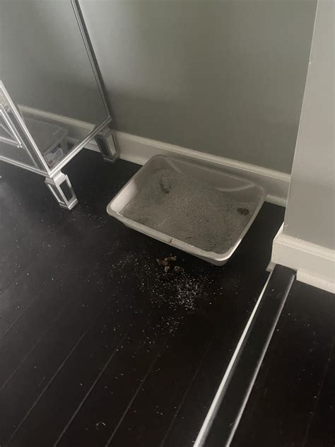 Cat Keeps Pooping Outside Box at Carolann Ness blog
