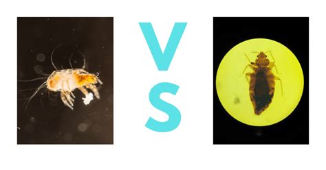 What S The Difference Between A Bed Bug And A Dust Mite At Sherry Houle Blog
