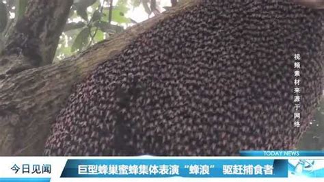 거대한 벌집 꿀벌은 포식자로부터 보호하기 위해 함께 벌 파도를 수행합니다 온라인 시청 Wetv