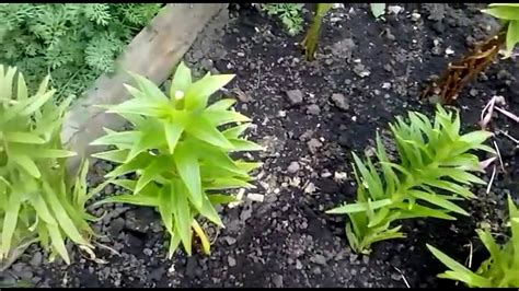 Уход за лилией после цветения Youtube