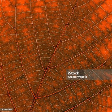 Macro Photo Of Autumn Red Green Eaf With Natural Texture As Natural