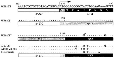 partial sequence analysis of sg rna the nucleotide sequences flanking