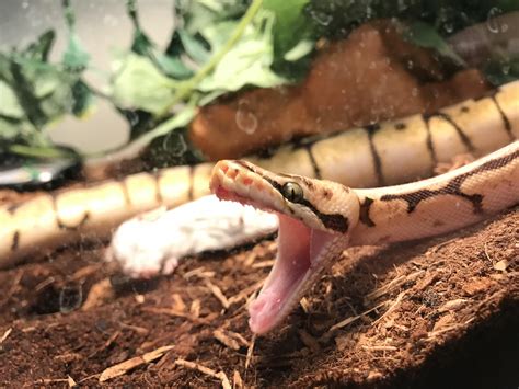 Loud Noises Scrolller