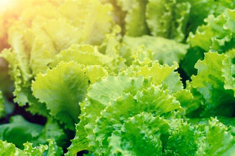 양상추 샐러드 잎 배경입니다 신선한 바타비아 샐러드 유기농 농장 지상 침대에서 전체 양상추 잎 성장을 볼 수 있습니다 봄 잎 샐러드 정원 토양에서 젊은 녹색 양상추 작물 생