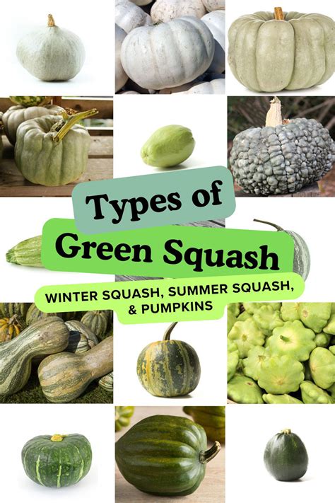 Summer Squash Varieties 20 Different Squash Types And How To Use Em