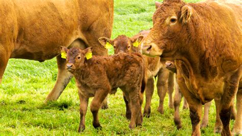 2021 Beef Calving Reports Assessing Ones Herd Performance Agrilandie
