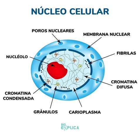 Revisão Rápida De Núcleo Bioexplica Kennedy Ramos Facebook