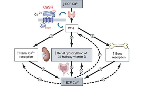Calcium Sensing Receptor Aladdin Scientific