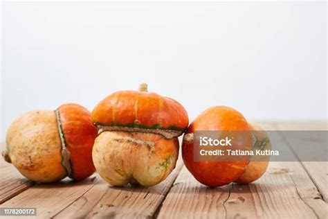 디자인에 대 한 3 개의 호박 배경에서 가을 정물 텍스트 또는 비문에 대한 장소입니다 0명에 대한 스톡 사진 및 기타 이미지 0명 가을 나무 Istock