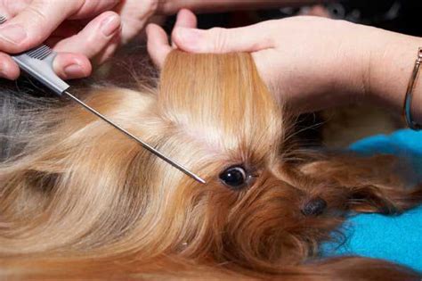 How To Make A Yorkie Top Knot Yorkshire Terrier Grooming Yorkshire
