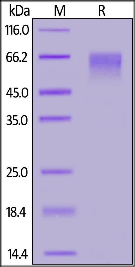 Siglec 9 Recombinant Protein Cat No 11 268 Prosci