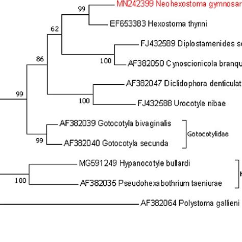 maximum likelihood tree based on an analysis of 28s rdna sequences