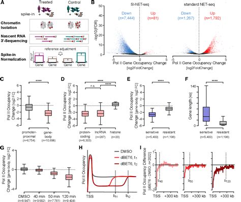 Figure 1 From A Brd4 Mediated Elongation Control Point Primes Transcribing Rna Polymerase Ii For