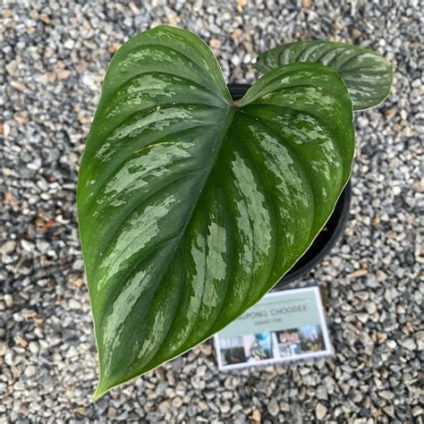 มาซื้อ Tree 🌿philo Plowmanii หน้า Silver🌱 👉 1 700