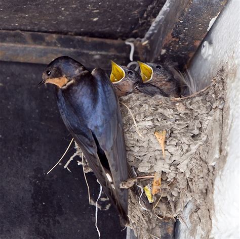 Adw Hirundo Rustica Pictures