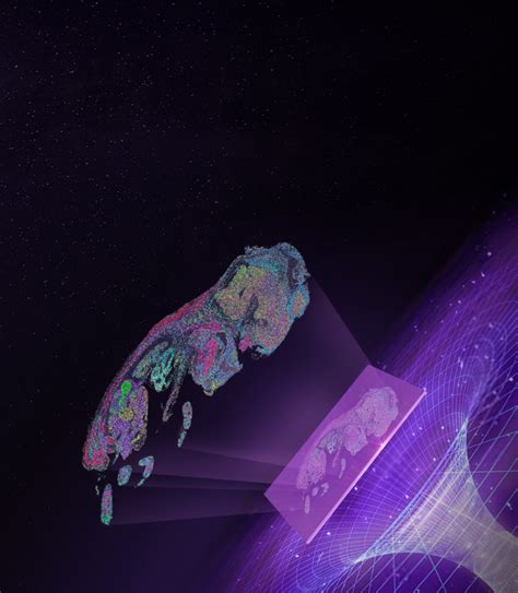 Stereo Seq技术stereo Seq原理华大时空组学stomics 华大时空