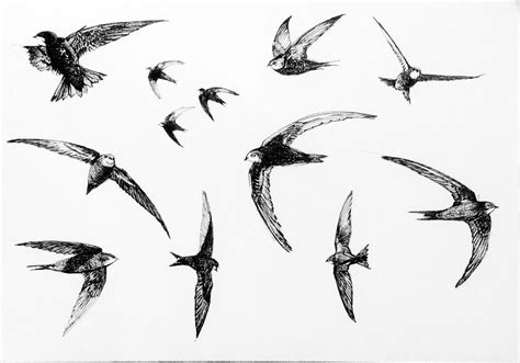 ‘the Swifts Return