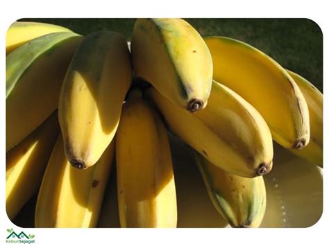 √ Ciri And Karakterisik Pisang Nipah Pisang Abu Malaysia Pokok Pedia