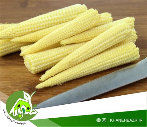 بذر بیبی ذرت یا ذرت کوچک خانه بذر فروشگاه بذر وارداتی گل و گیاه
