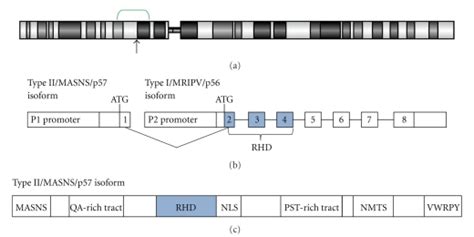 chromosome 6 and runx2 runx2 a chromosome 6 and location of runx2