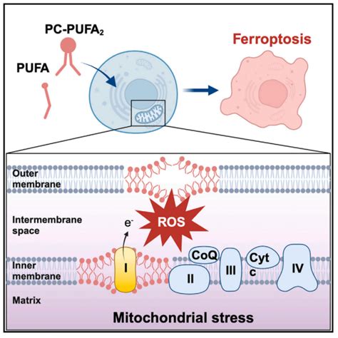 绘谱导读 吃出健康，代谢先行！饮食 代谢 疾病研究链条日益清晰「202408」 肿瘤细胞 氨基酸代谢 非靶向代谢 脂质 多组学代谢流检测分析 脂肪酸定量 肠道微生物菌群检测 麦特绘谱