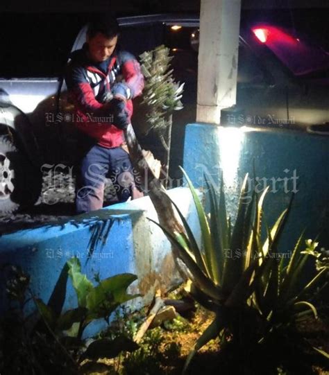Capturan boa de gran tamaño en la colonia Lomas de Cortes de Tepic El Sol de Nayarit
