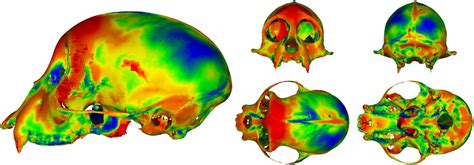 A Heat Map Of The Variance From The Prototype For The Single Species Download Scientific