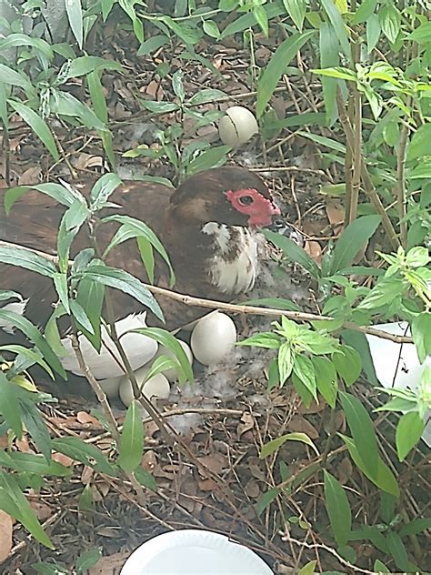 Local Muscovy Near My Work Has A Clutch Of Eggs And I Just Noticed