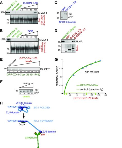 Cingulin Cgn Binding To The Zu5 Domain Extends Zo 1 A And B Ib Download Scientific Diagram