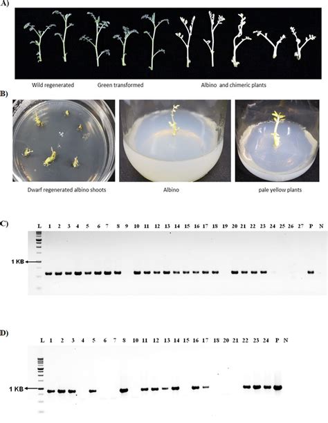 Phenotypes Of CRISPR Cas CaPDS Mediated Mutants Of The Download Scientific Diagram